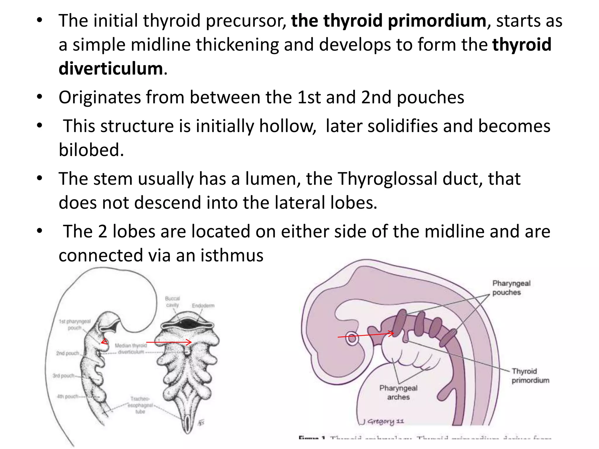 Embryology and Anatomy of Thyroid Gland.pptx