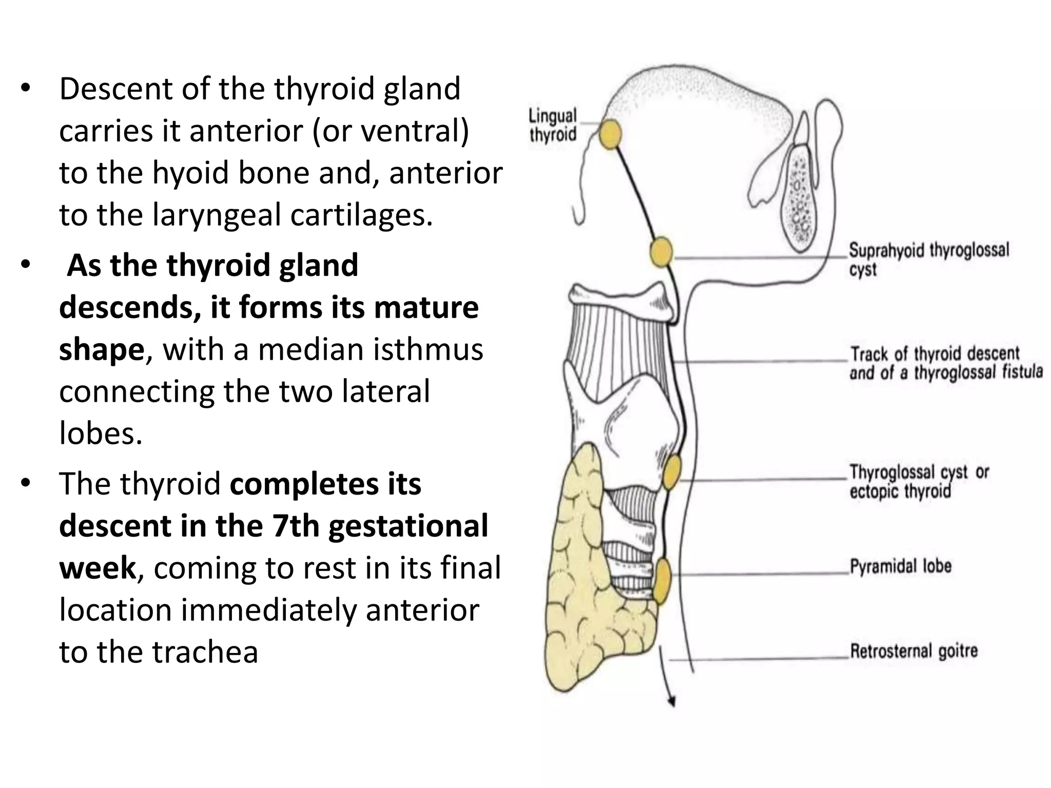 Embryology and Anatomy of Thyroid Gland.pptx