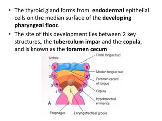 Embryology and Anatomy of Thyroid Gland.pptx