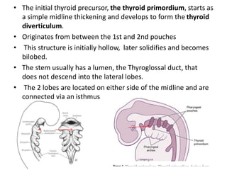 Embryology and Anatomy of Thyroid Gland.pptx