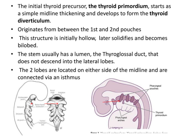 Embryology and Anatomy of Thyroid Gland.pptx