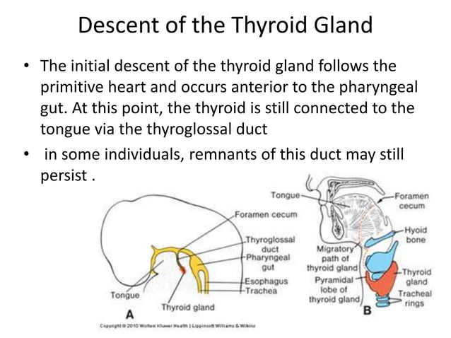 Embryology and Anatomy of Thyroid Gland.pptx