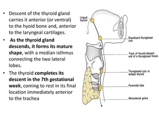 Embryology and Anatomy of Thyroid Gland.pptx