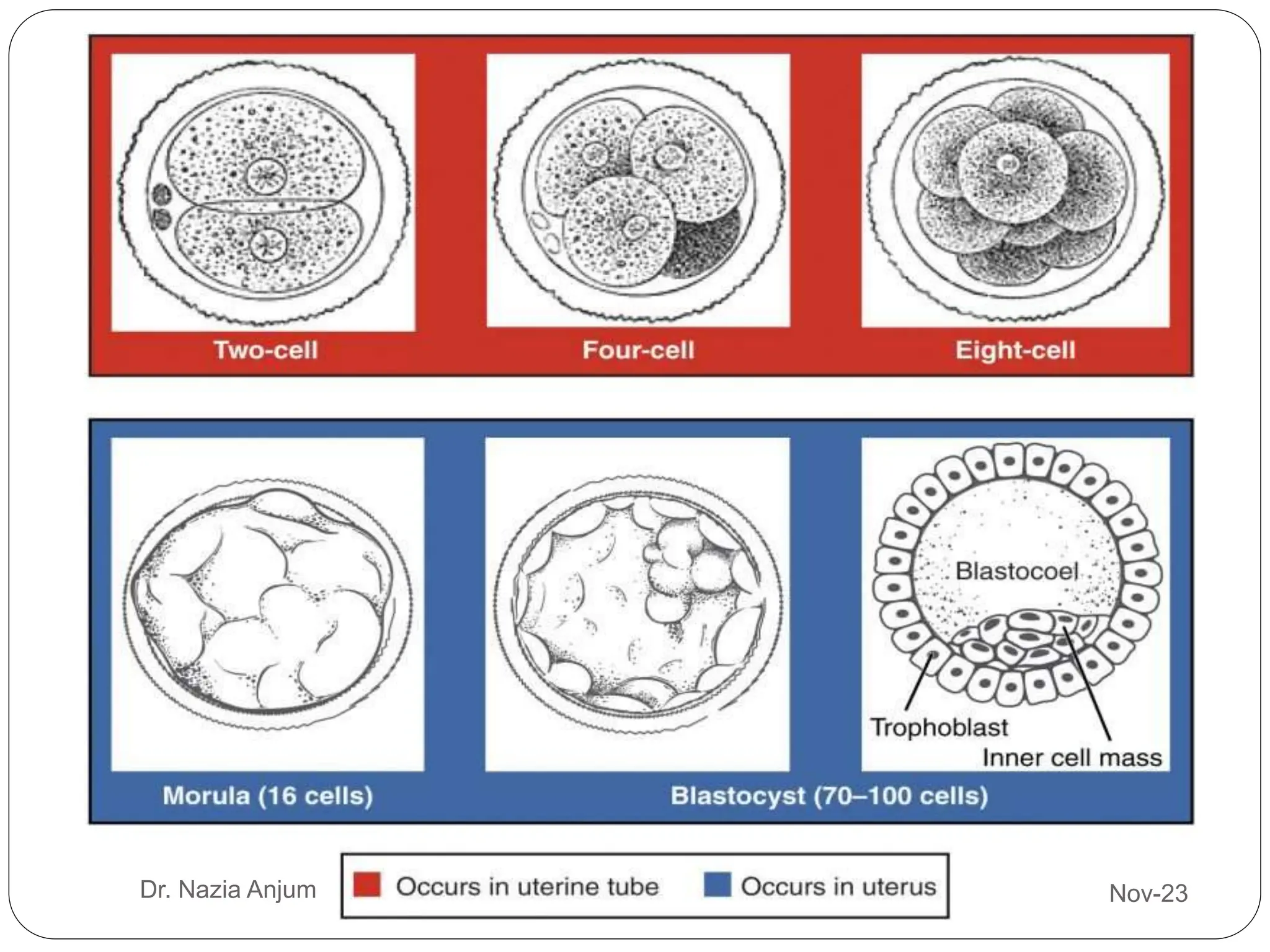 Human Embryology and Development of Major Organ System.pptx