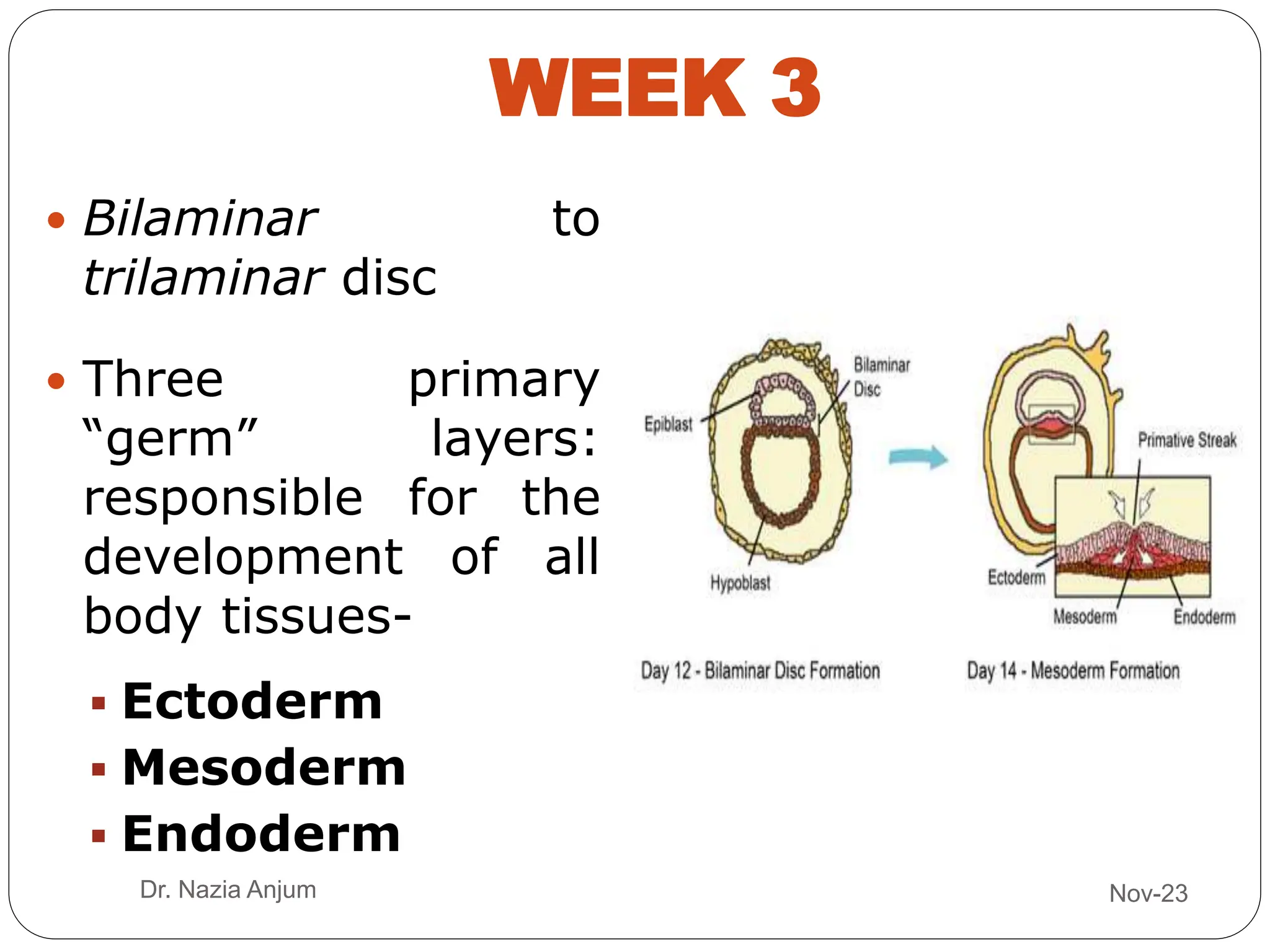 Human Embryology and Development of Major Organ System.pptx