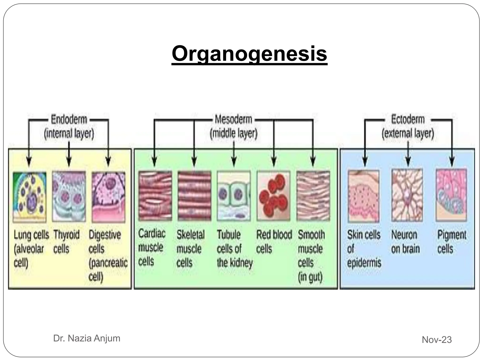 Human Embryology and Development of Major Organ System.pptx