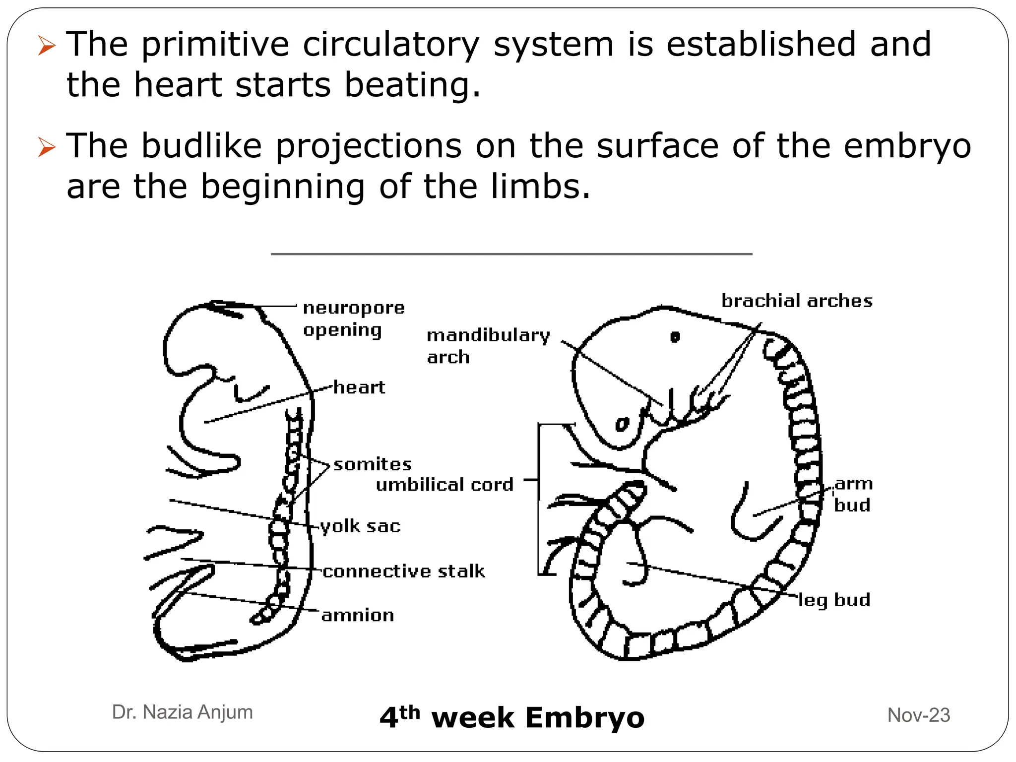 Human Embryology and Development of Major Organ System.pptx