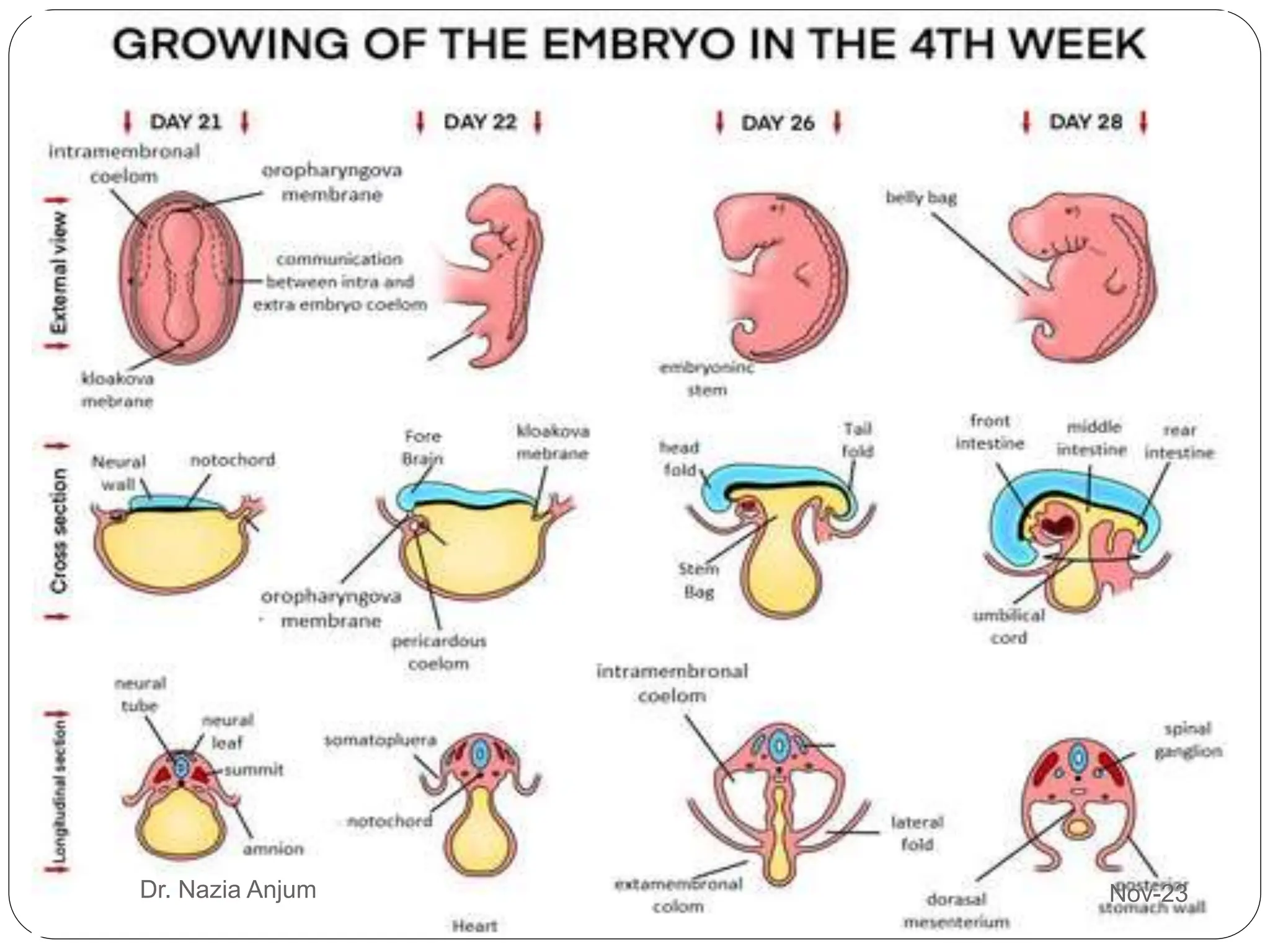 Human Embryology and Development of Major Organ System.pptx