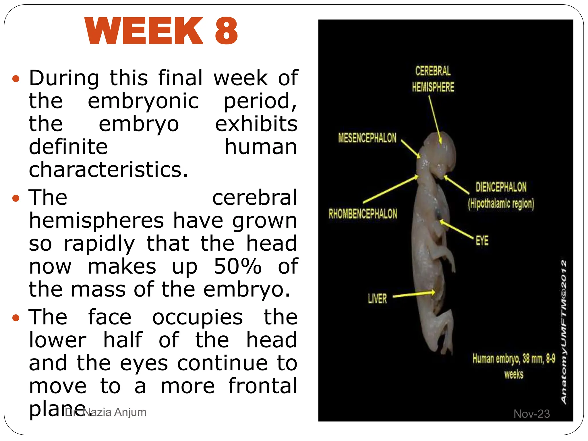 Human Embryology and Development of Major Organ System.pptx