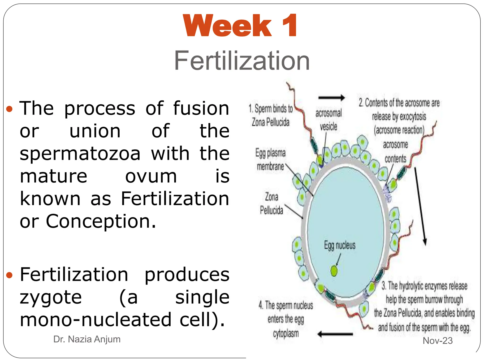 Human Embryology and Development of Major Organ System.pptx
