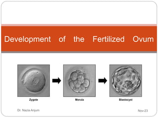Human Embryology and Development of Major Organ System.pptx