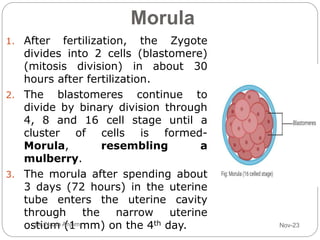 Human Embryology and Development of Major Organ System.pptx