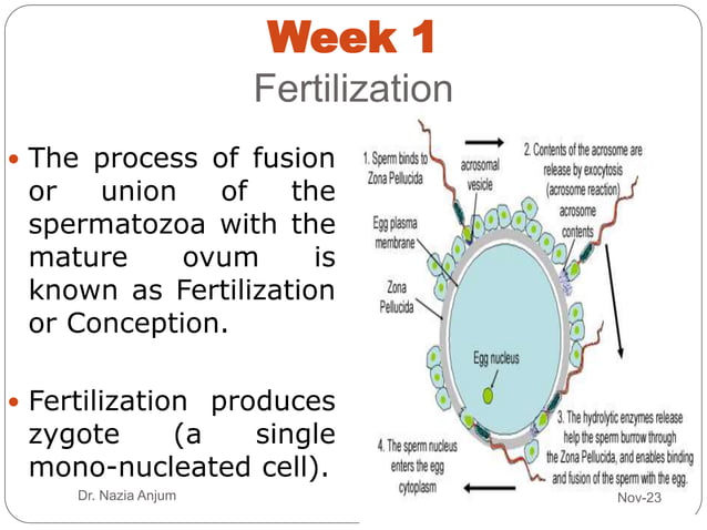 Human Embryology and Development of Major Organ System.pptx