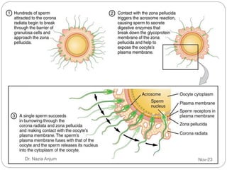 Human Embryology and Development of Major Organ System.pptx