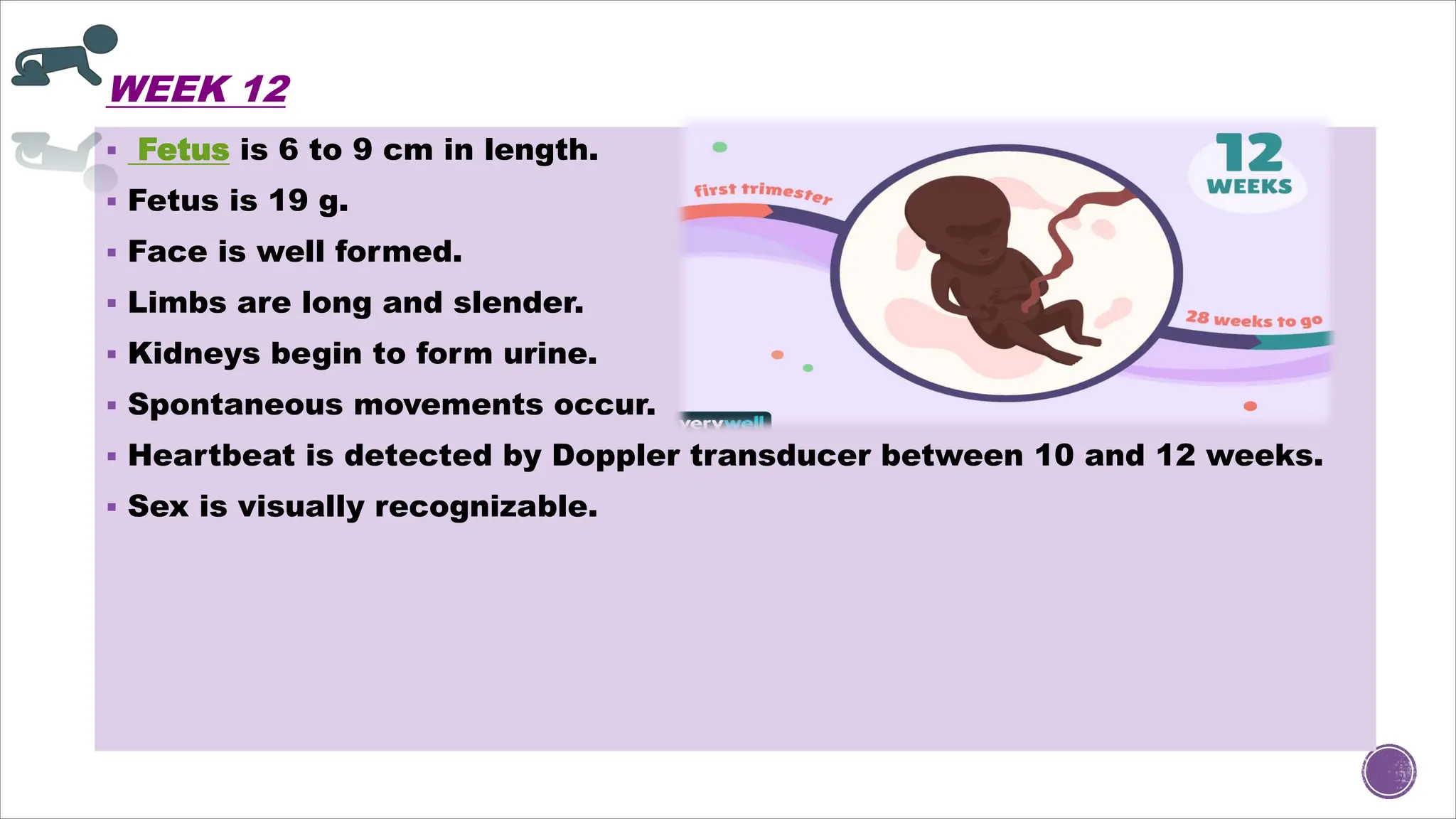 FORMATION OF EMBRYO and FETAL DEVELOPMENT.pdf