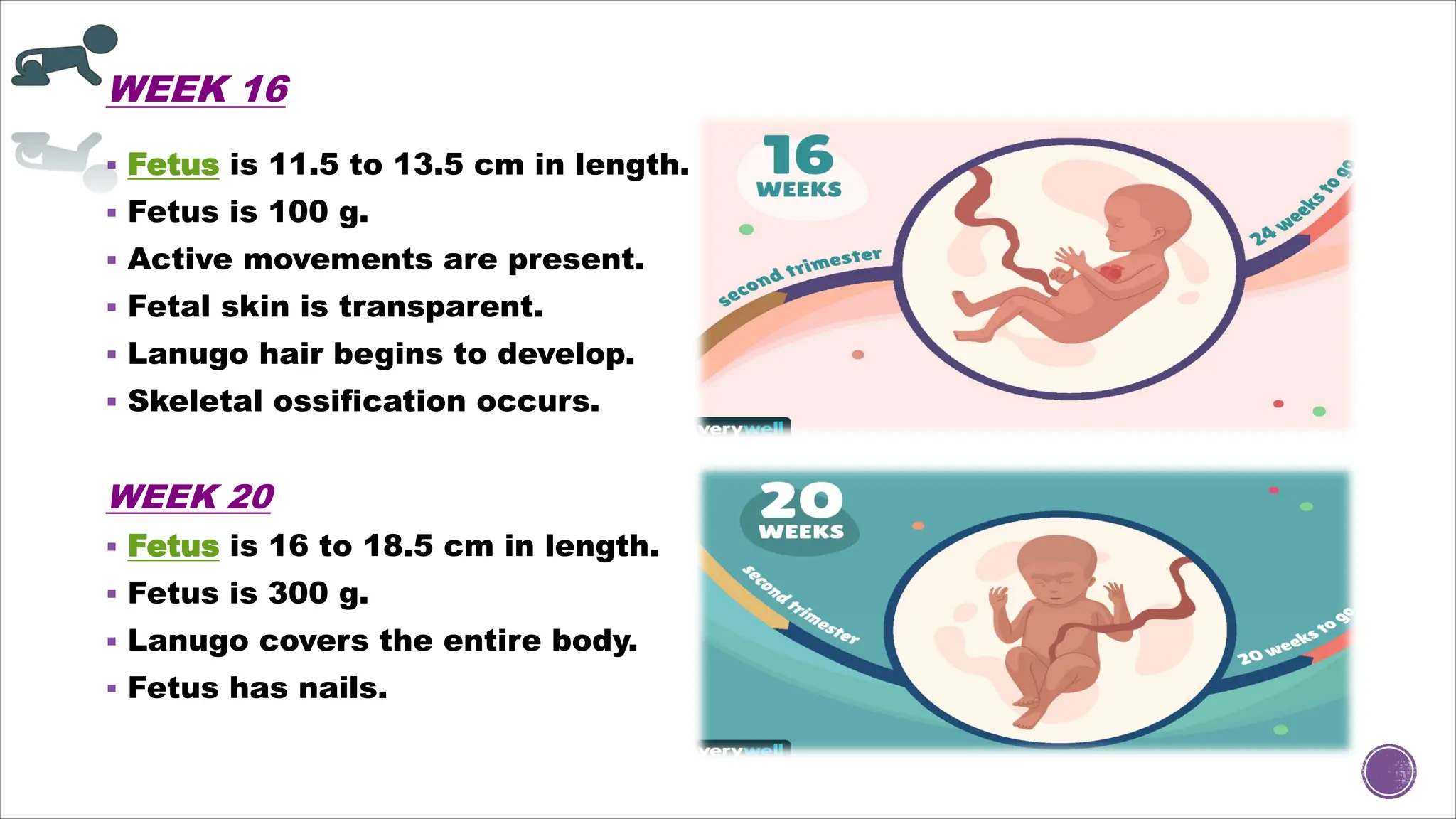 FORMATION OF EMBRYO and FETAL DEVELOPMENT.pdf