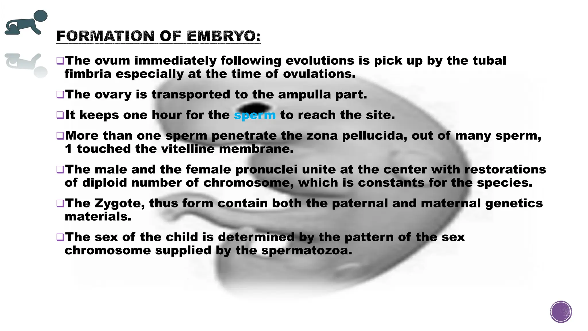 FORMATION OF EMBRYO and FETAL DEVELOPMENT.pdf