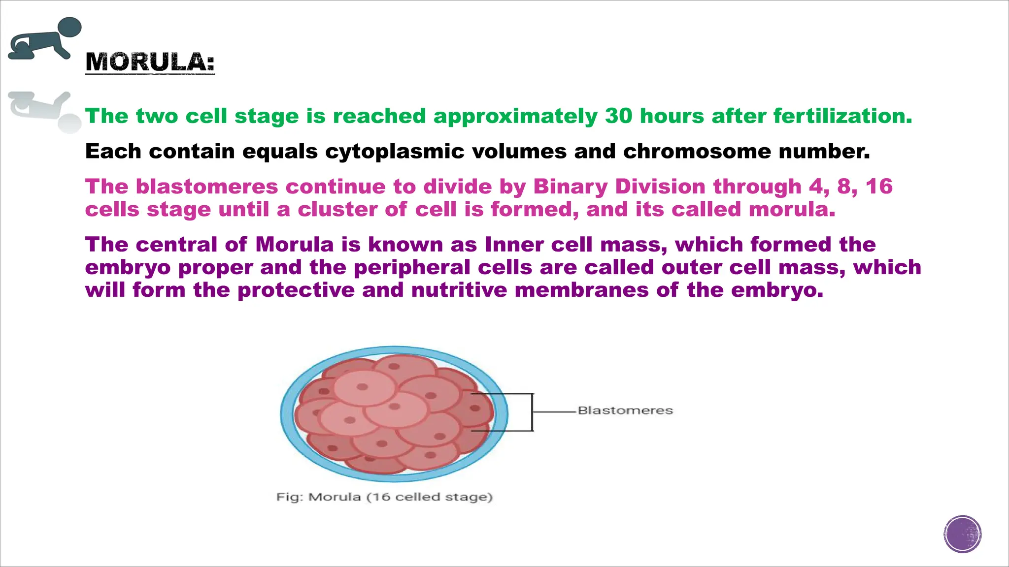 FORMATION OF EMBRYO and FETAL DEVELOPMENT.pdf | Pregnancy ...