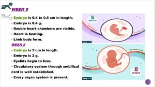 FORMATION OF EMBRYO and FETAL DEVELOPMENT.pdf