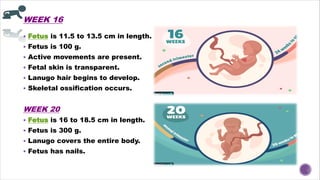 FORMATION OF EMBRYO and FETAL DEVELOPMENT.pdf