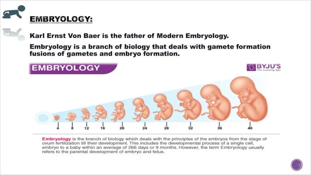 FORMATION OF EMBRYO and FETAL DEVELOPMENT.pdf | Pregnancy ...