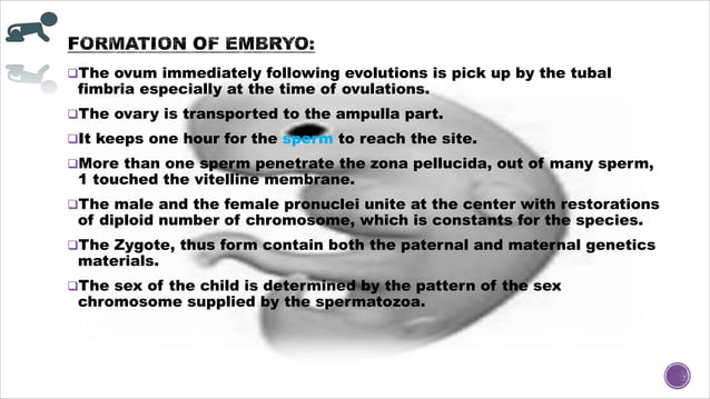 FORMATION OF EMBRYO and FETAL DEVELOPMENT.pdf | Pregnancy ...