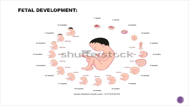FORMATION OF EMBRYO and FETAL DEVELOPMENT.pdf | Pregnancy ...