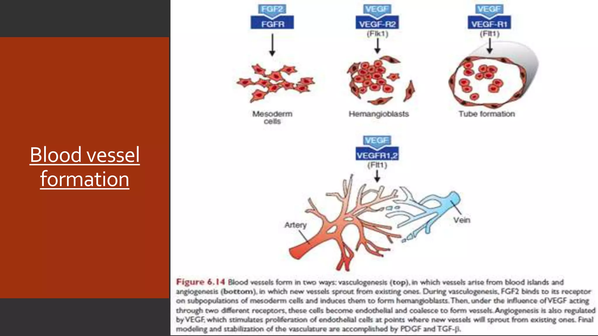 Embryology and histology of bloodvessels | PPTX