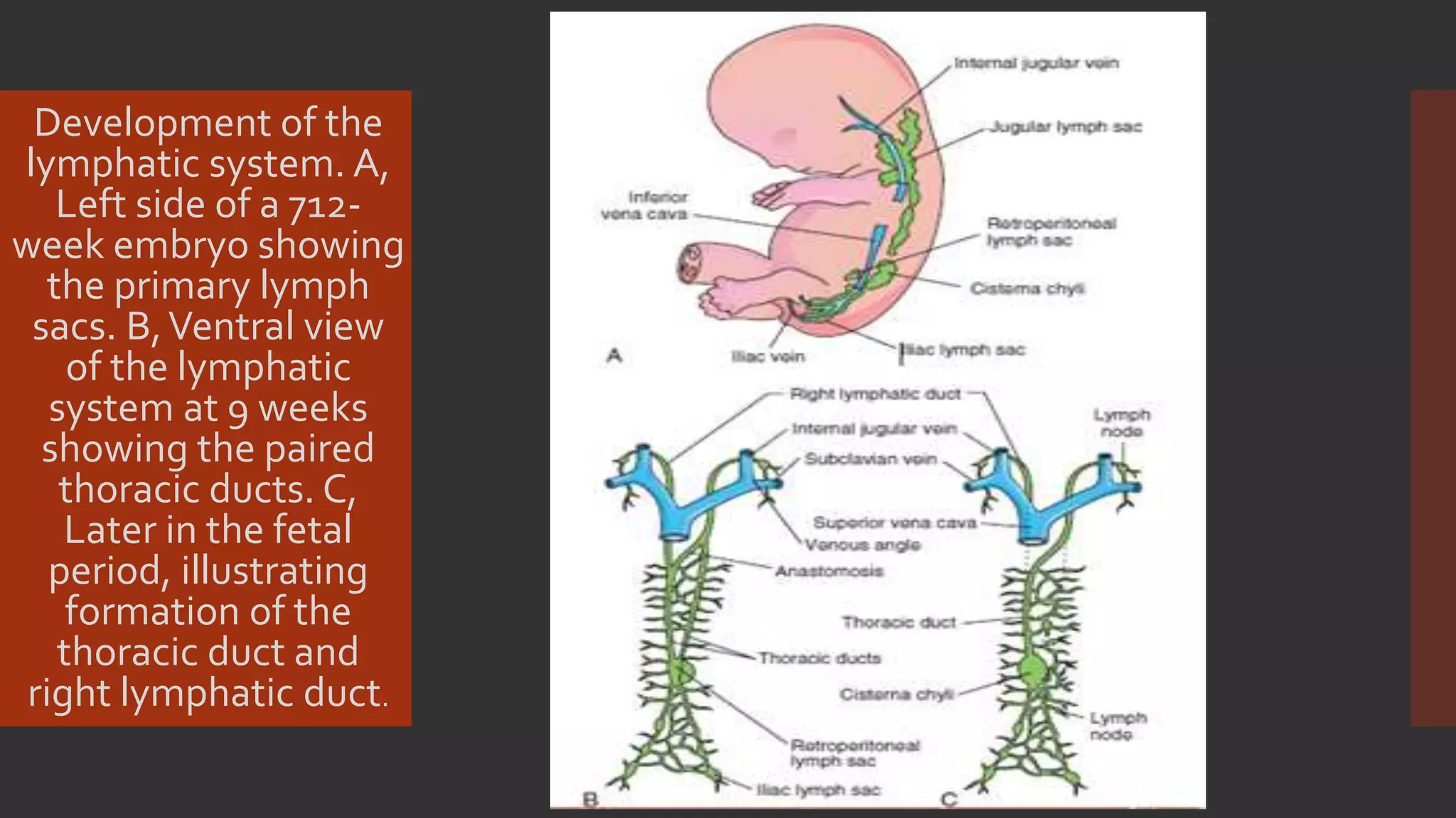 Embryology and histology of bloodvessels | PPTX