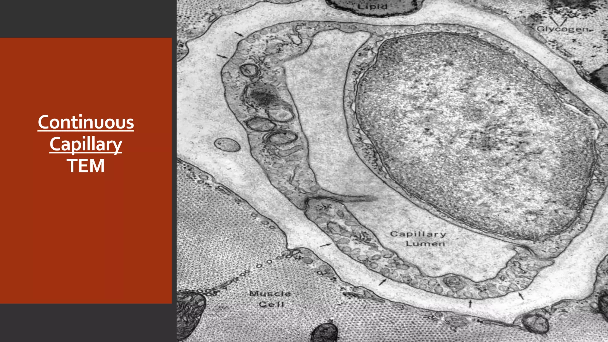 Embryology and histology of bloodvessels | PPTX