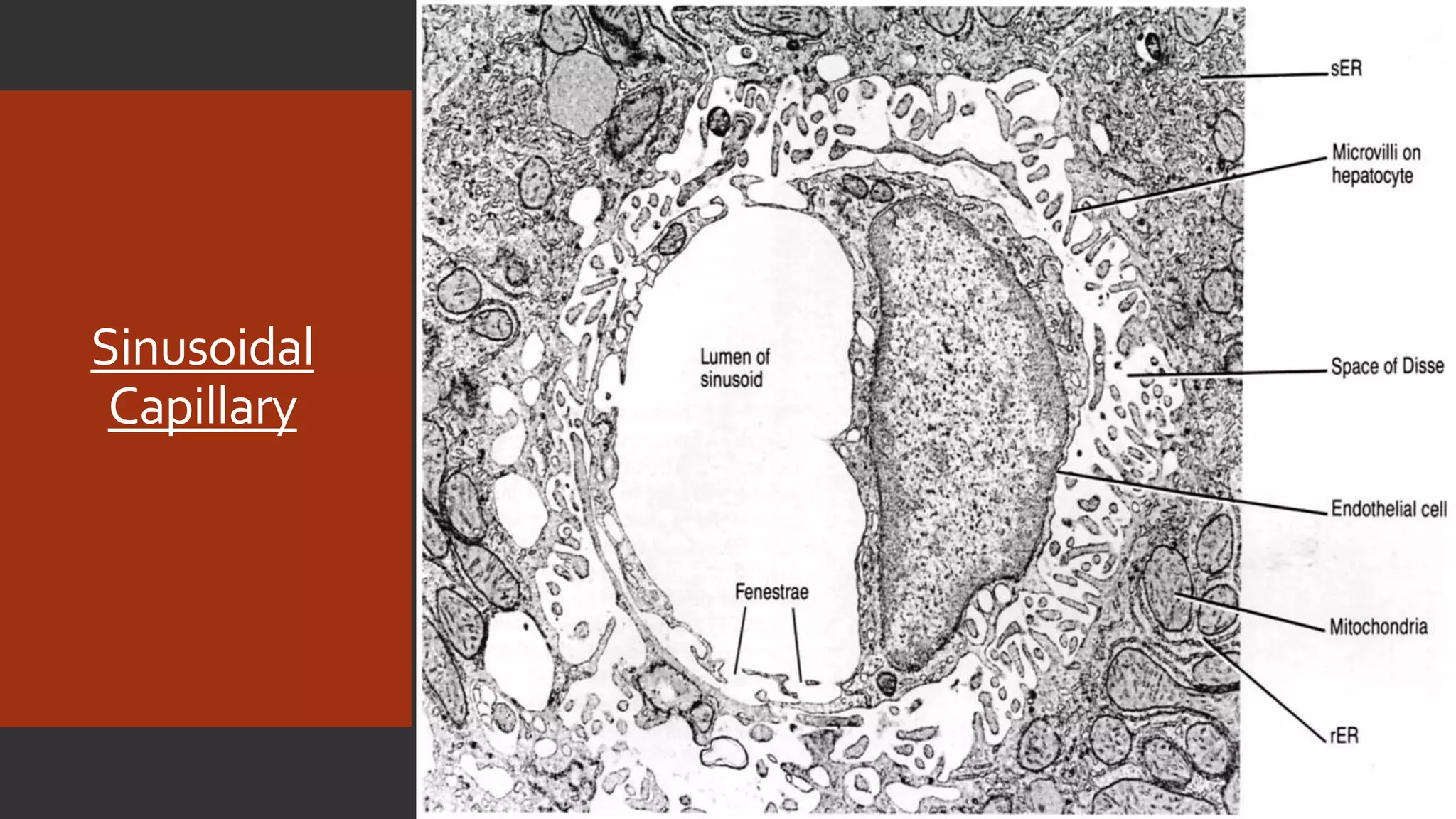 Embryology and histology of bloodvessels | PPTX