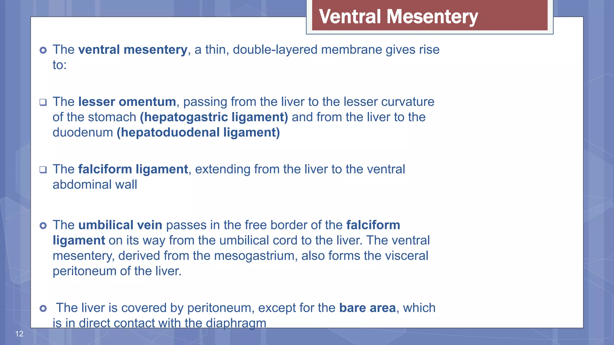 Embryology and histology of the liver | PPTX