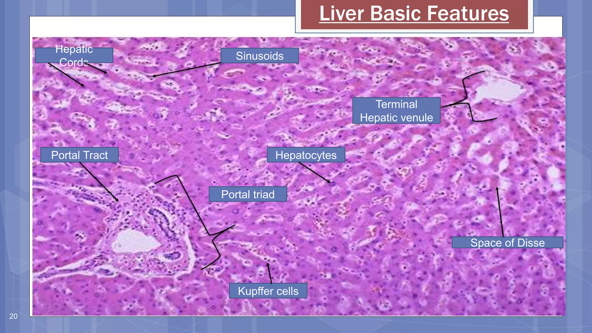 Embryology and histology of the liver | PPTX | Blood Disorders ...