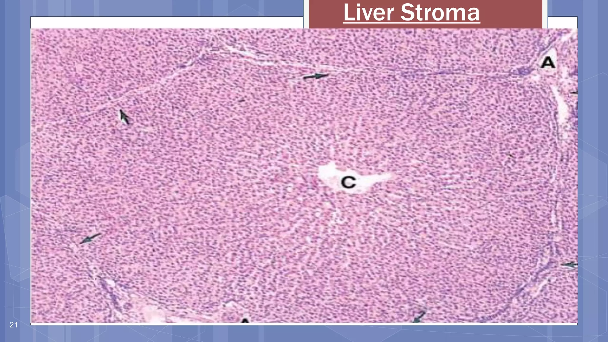 Embryology and histology of the liver | PPTX