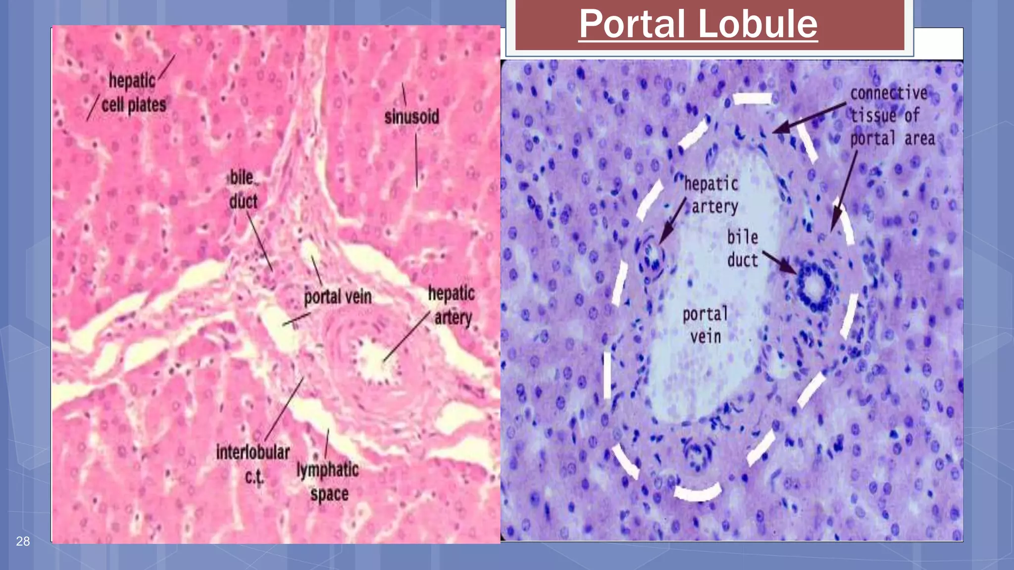 Embryology and histology of the liver | PPTX