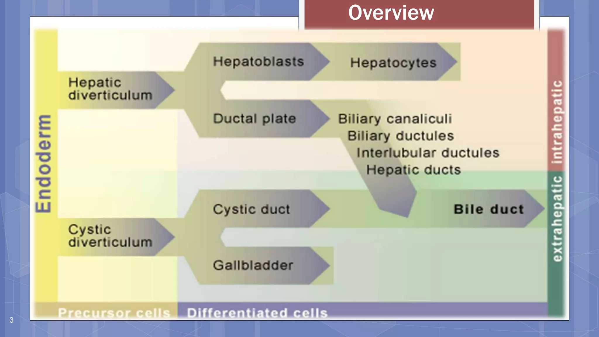 Embryology and histology of the liver | PPTX