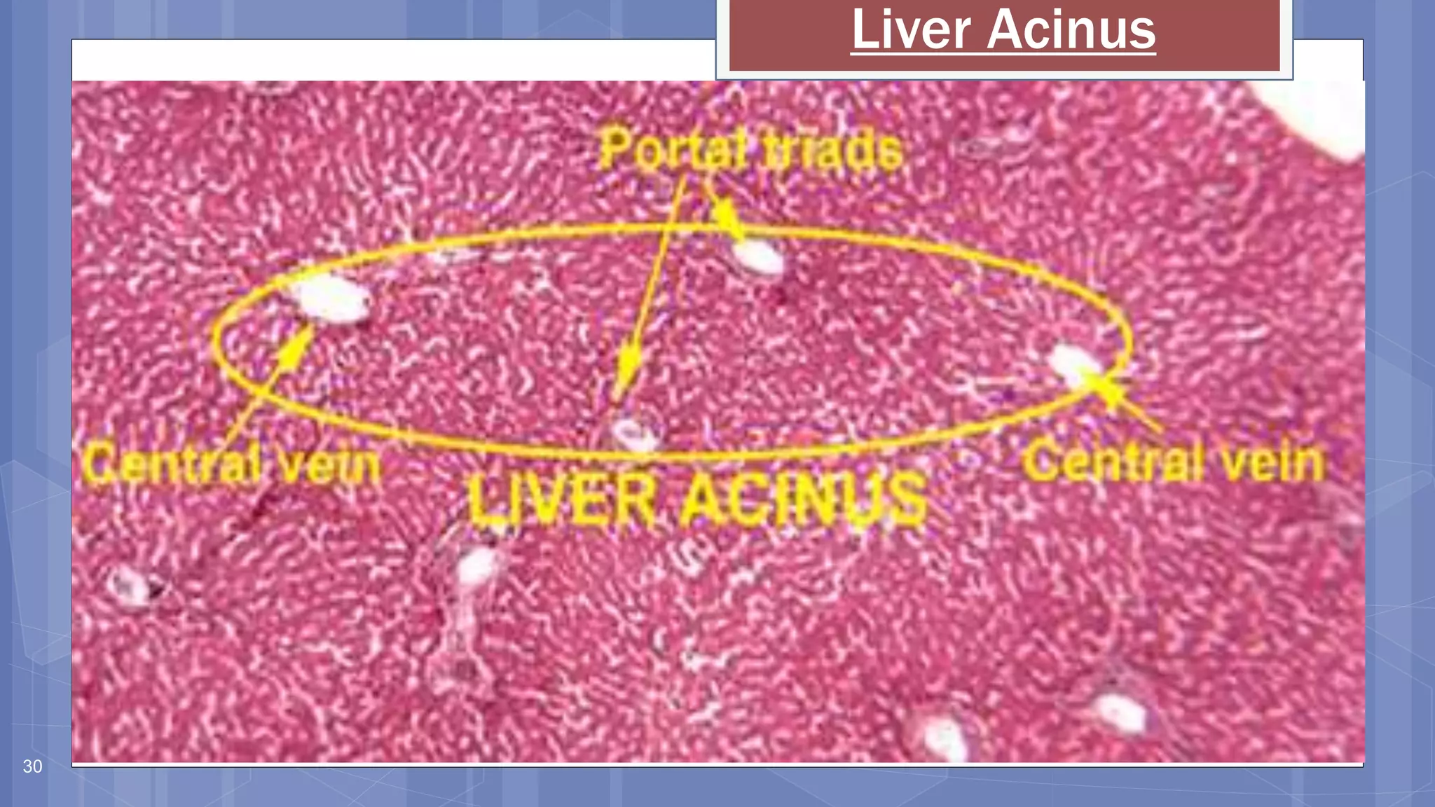 Embryology and histology of the liver | PPTX