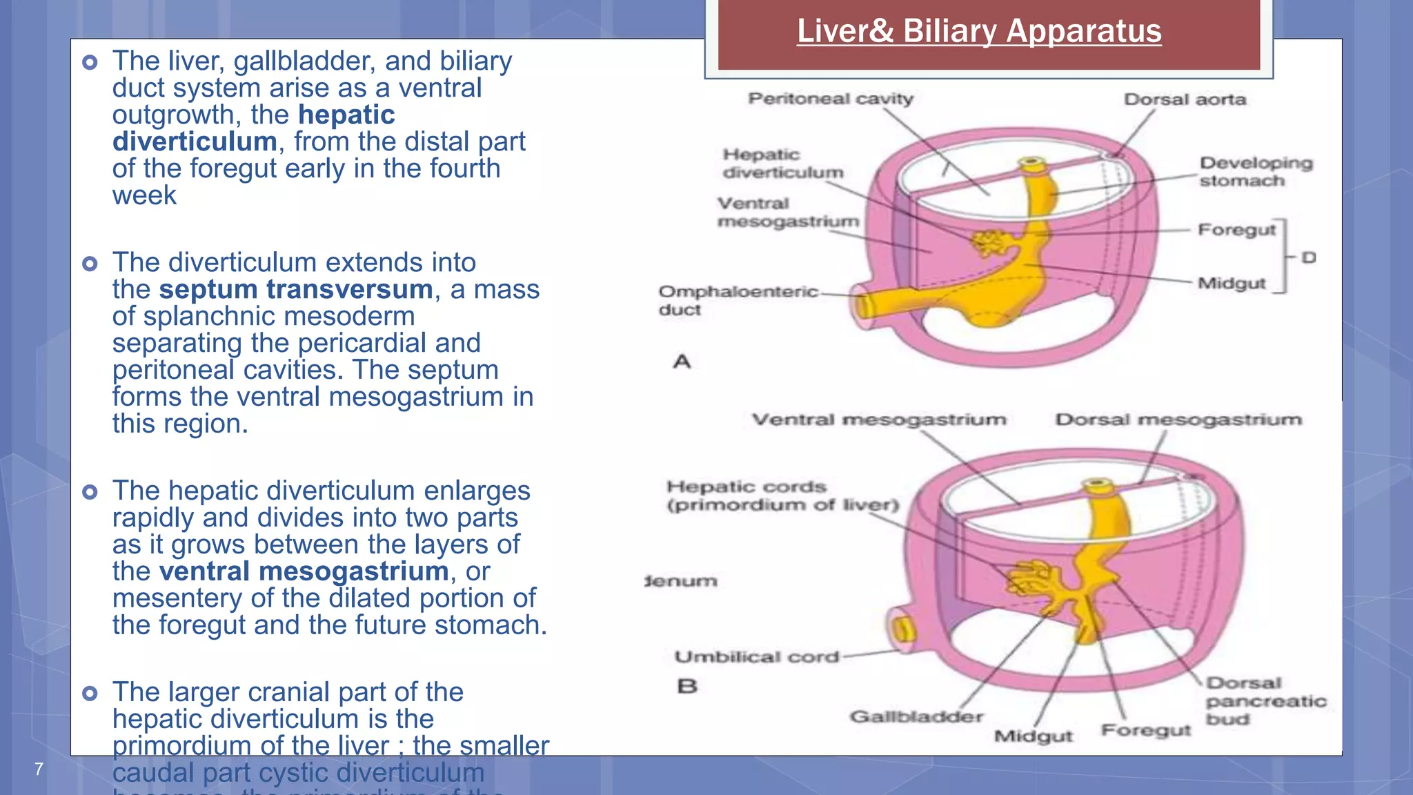 Embryology and histology of the liver | PPTX