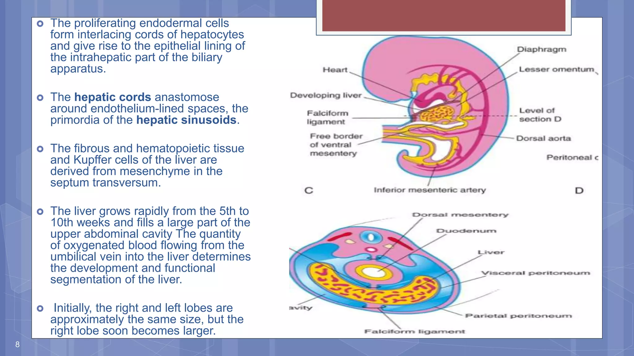 Embryology and histology of the liver | PPTX | Blood Disorders ...