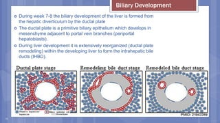 Embryology and histology of the liver | PPTX