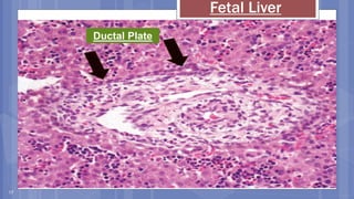Embryology and histology of the liver | PPTX