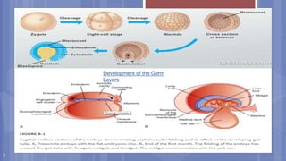Embryology and histology of the liver | PPTX