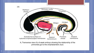 Embryology and histology of the liver | PPTX