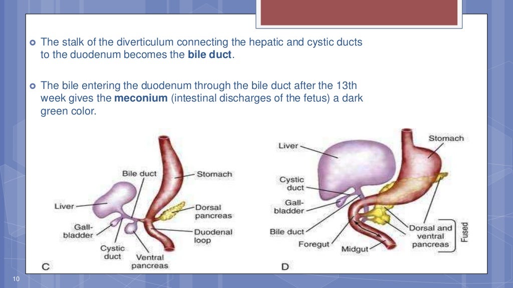 Embryology and histology of the liver