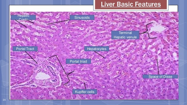 Liver Histology Slides