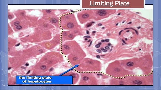 Embryology and histology of the liver