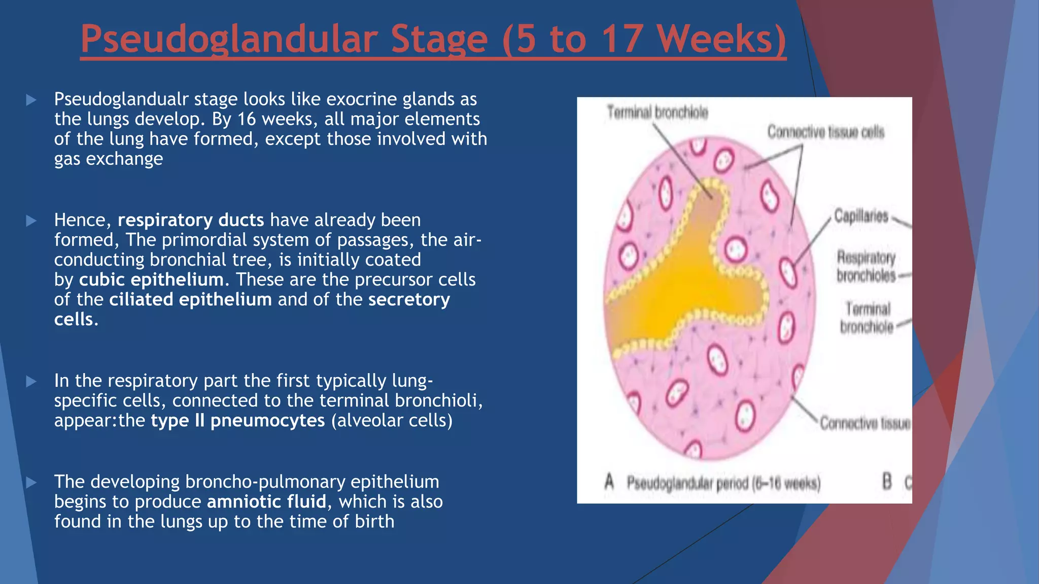 Embryology and histology of the lung | PPTX