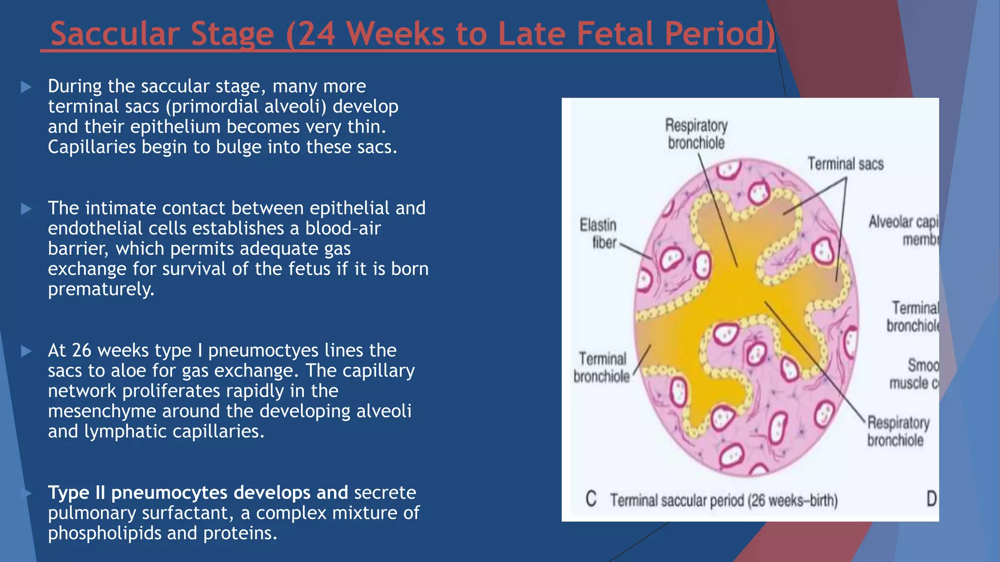 Embryology and histology of the lung | PPTX