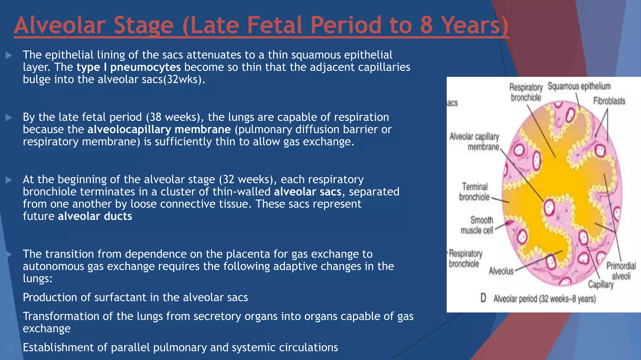 Embryology and histology of the lung | PPTX