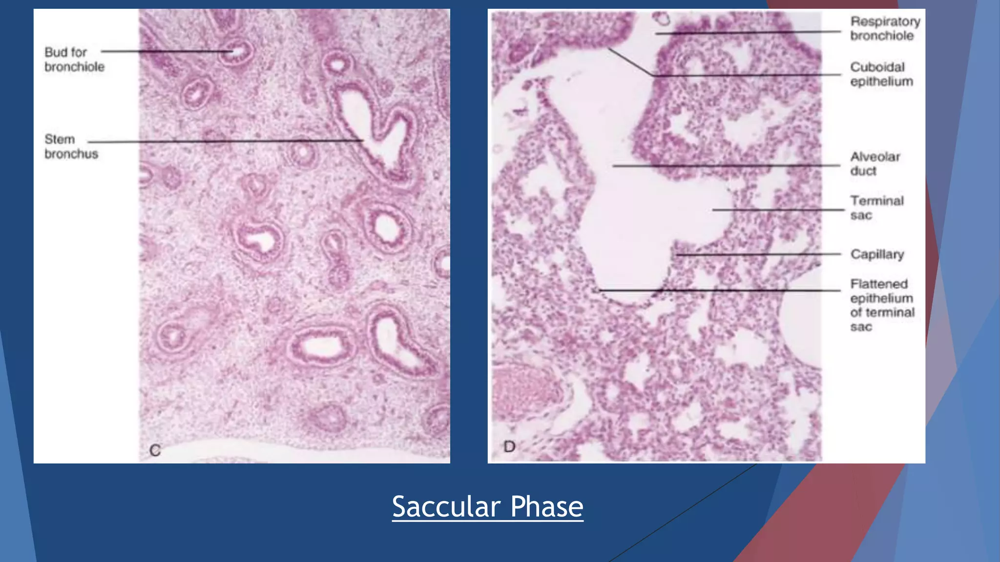 Embryology and histology of the lung | PPTX